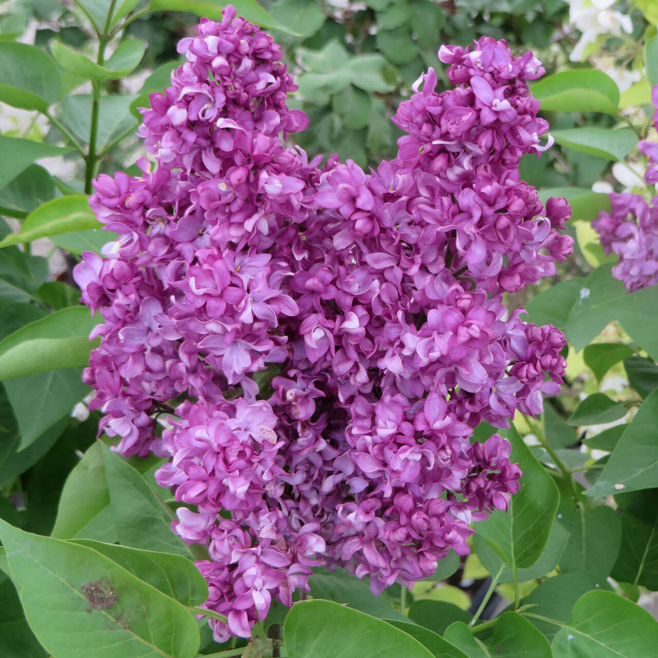 Edelflieder - gefülltblühend - Syringa vulgaris 'Mrs. Edward Harding ...