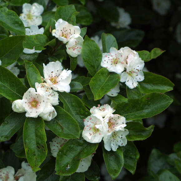 Wilde Mispel, Asperl - Mespilus germanica - weiß