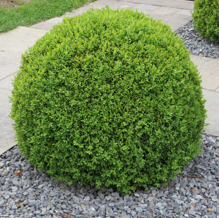 Buchs - Buxus sempervirens - grün