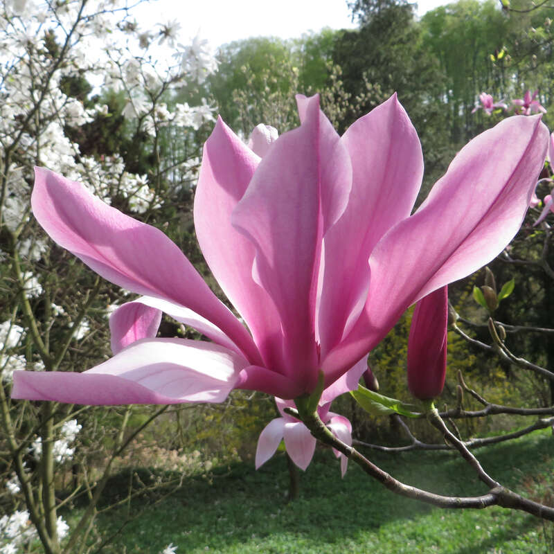 Magnolie - Magnolia 'Spectrum' - rosa