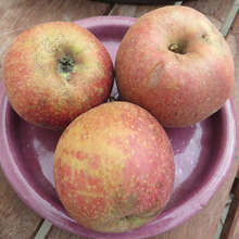 Winterapfel - Malus domestica 'Roter Boskoop' - weiß
