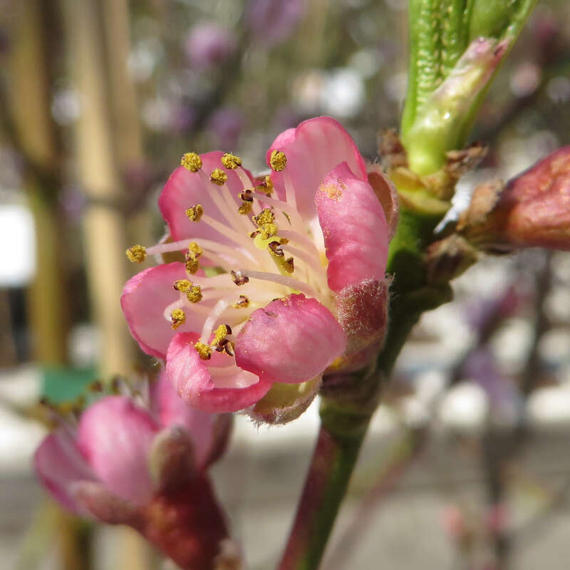 Pfirsich - Prunus persica 'Early Red Haven'