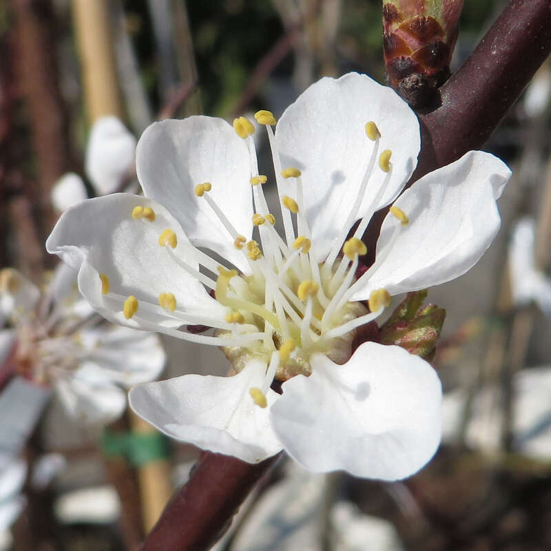 Marille - Prunus armeniaca 'Bergeron'