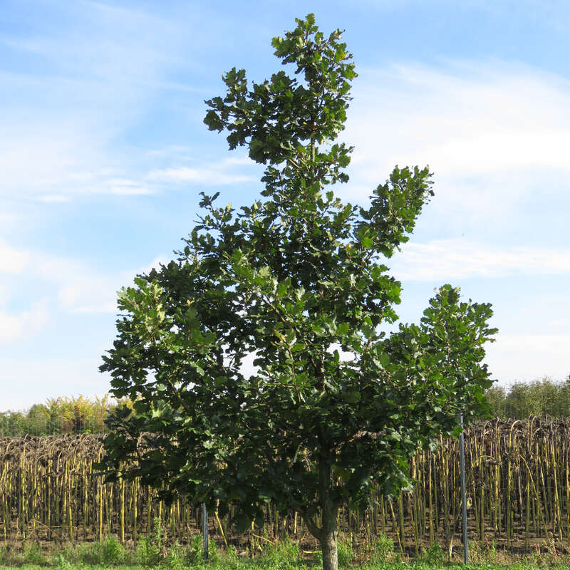 Persische Eiche - Quercus macranthera - gelb