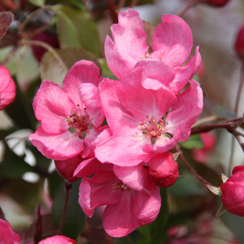Zierapfel - Malus 'Rudolph' - rosa