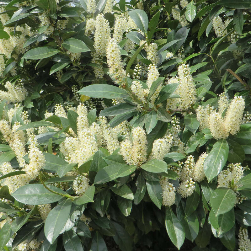 Kirschlorbeer - Prunus laurocerasus 'Van Nes' - weiß