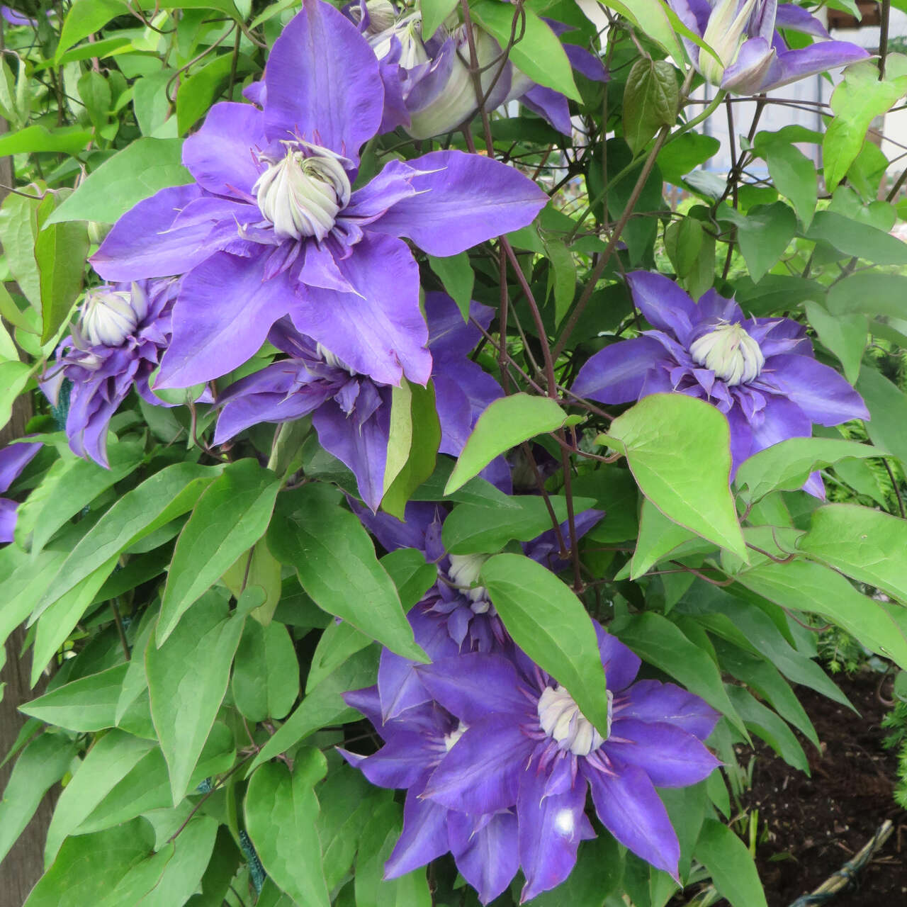Waldrebe, Großblumige Garten-Clematis - Clematis 'Multi Blue' - blau