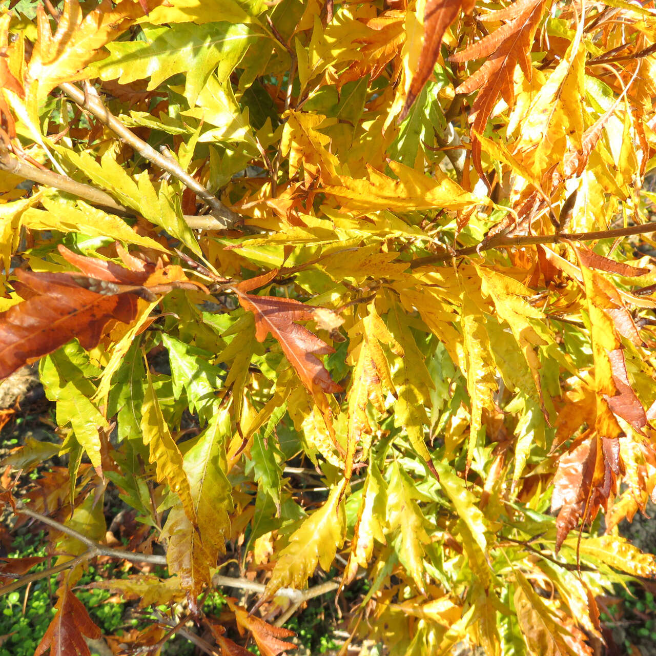 Farnblättrige Buche - Fagus sylvatica 'Asplenifolia' - grün
