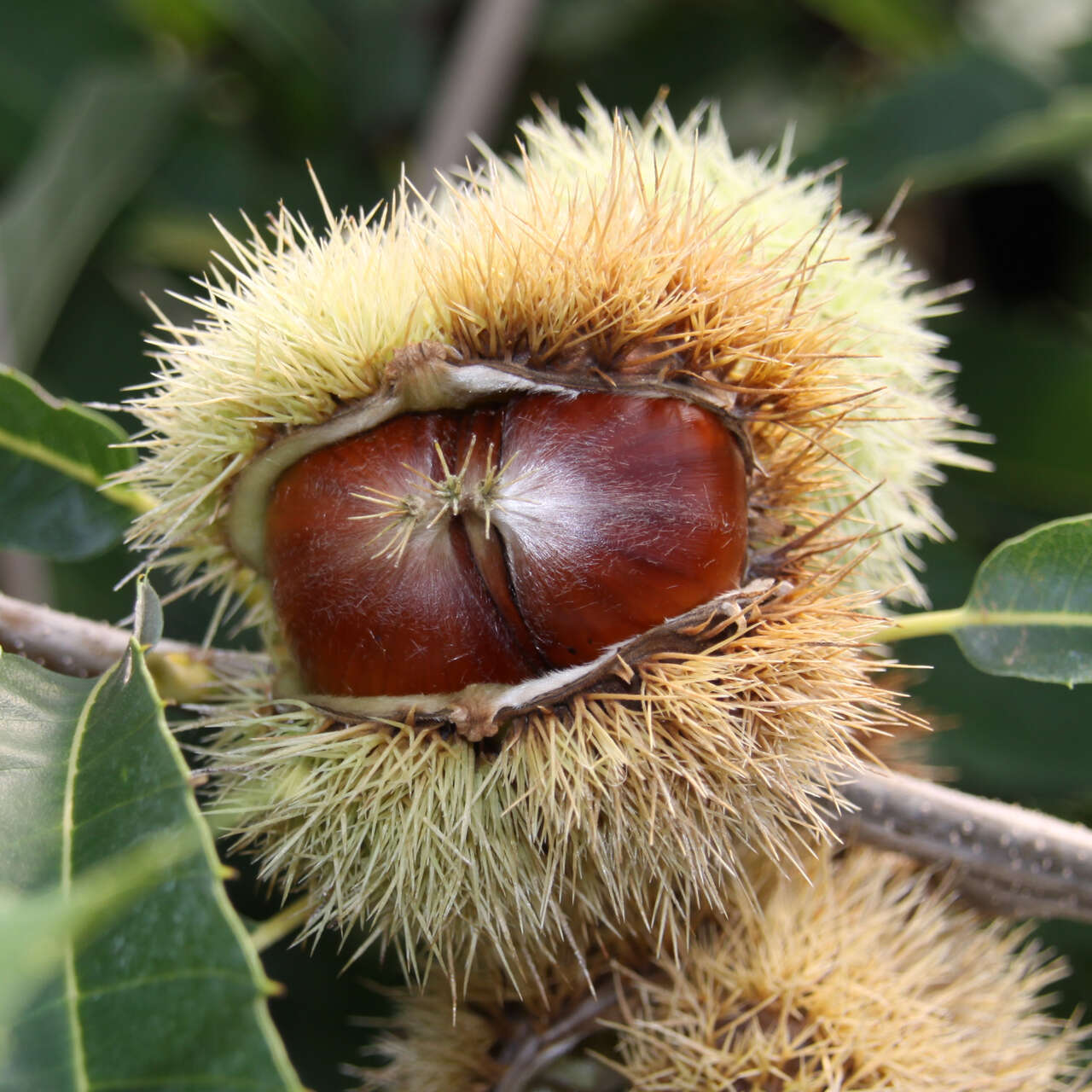 Essbare Edelkastanie, Maroni - Castanea sativa 'Ecker 1' - grün