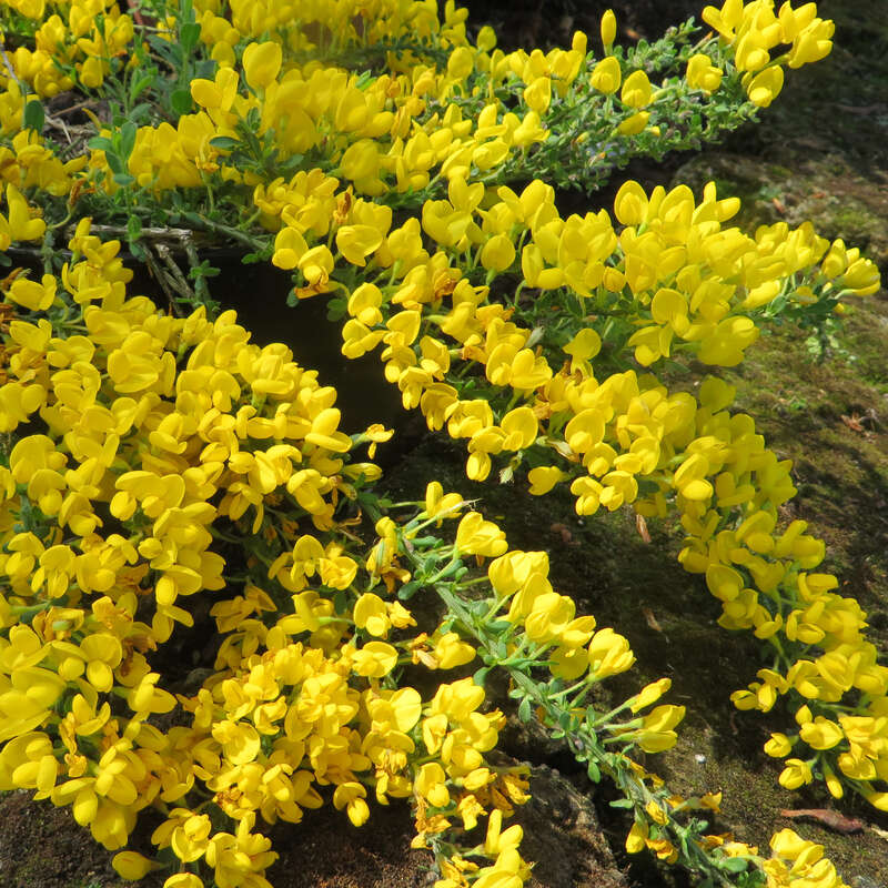 Heimischer Zwerg-Geißklee - Cytisus procumbens - gelb