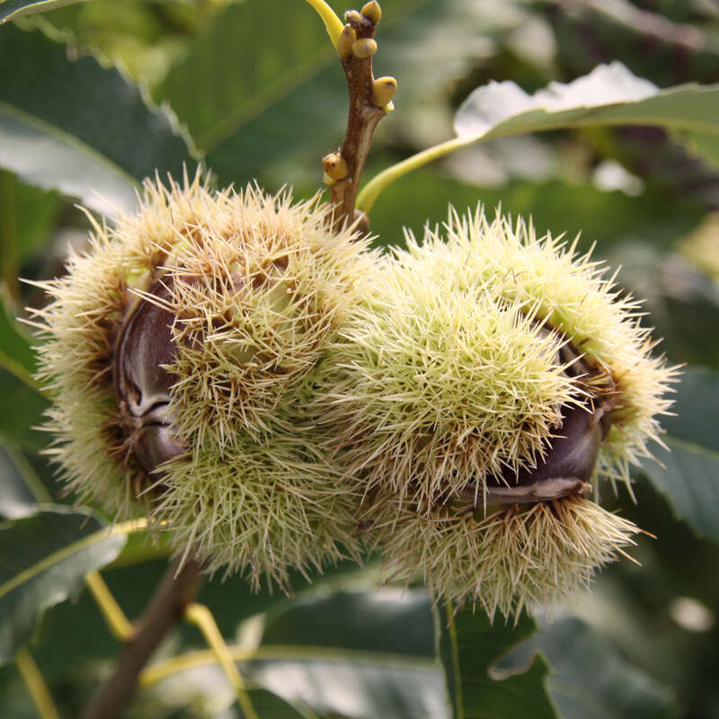 Essbare Edelkastanie, Maroni - Castanea sativa Fruchtsorte - grün