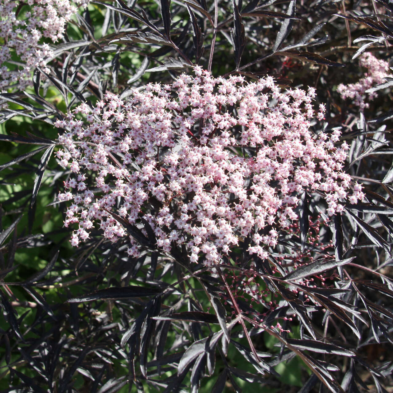 Roter Geschlitztblättriger Holunder - Sambucus nigra 'Black Lace' - rosa