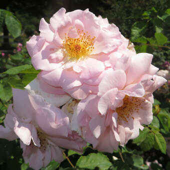 Historische Strauchrose - Rose 'Fritz Nobis' - rosa