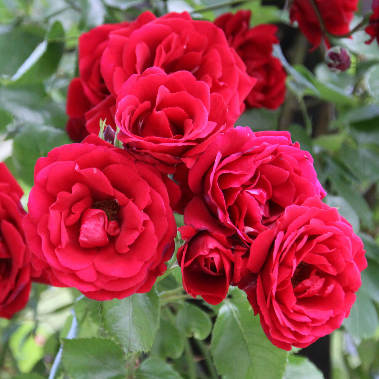 Moderne Kletterrose - Rose 'Sympathie' - rot