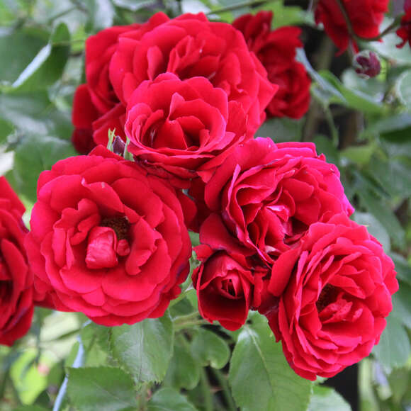 Moderne Kletterrose - Rose 'Sympathie' - rot