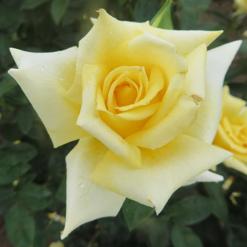 Moderne Edelrose - Rose 'Landora' - gelb