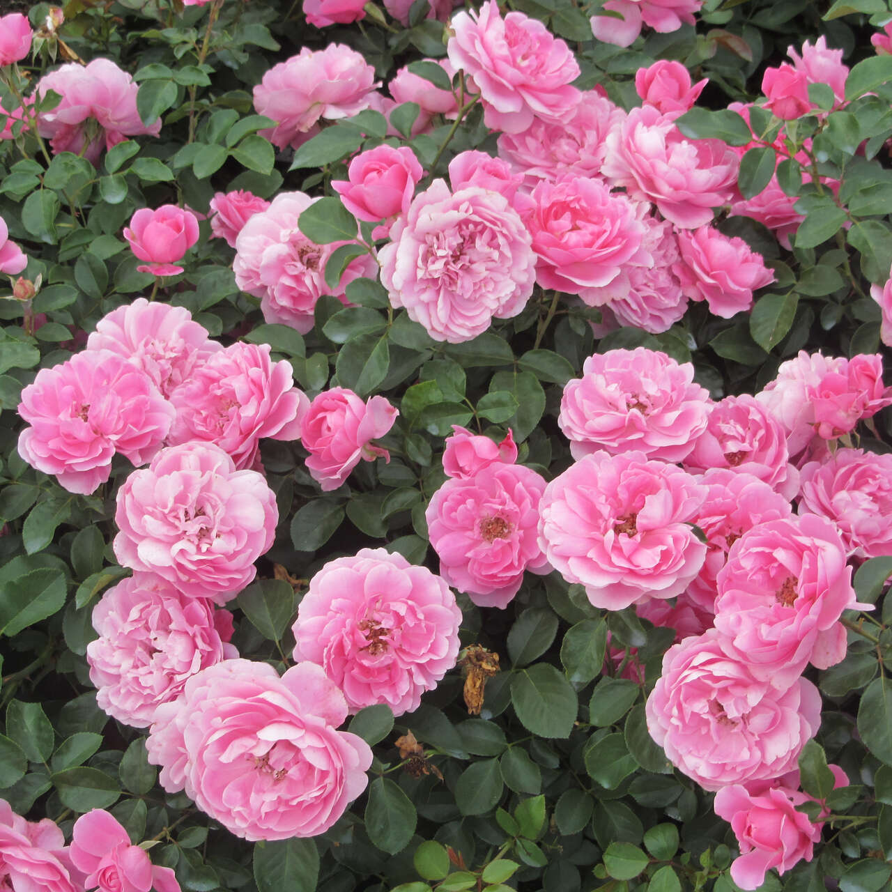 Beetrose - Rose 'Play Rose' - rosa