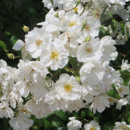 Ramblerrose - Rose 'Bobbie James' - weiß