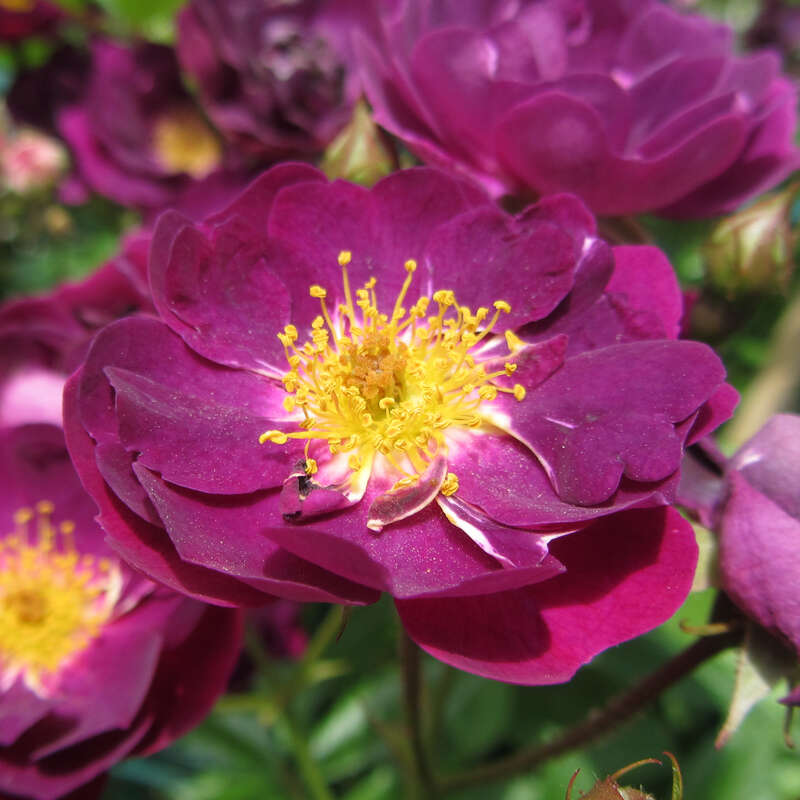 Ramblerrose - Rose 'Violette' - violett