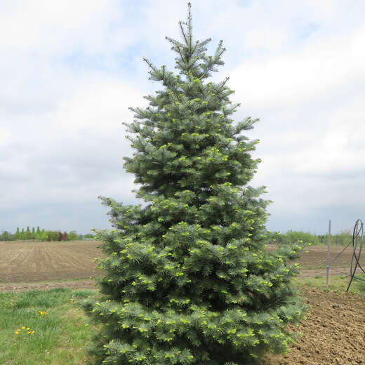Heimische Tanne - Abies alba - grün