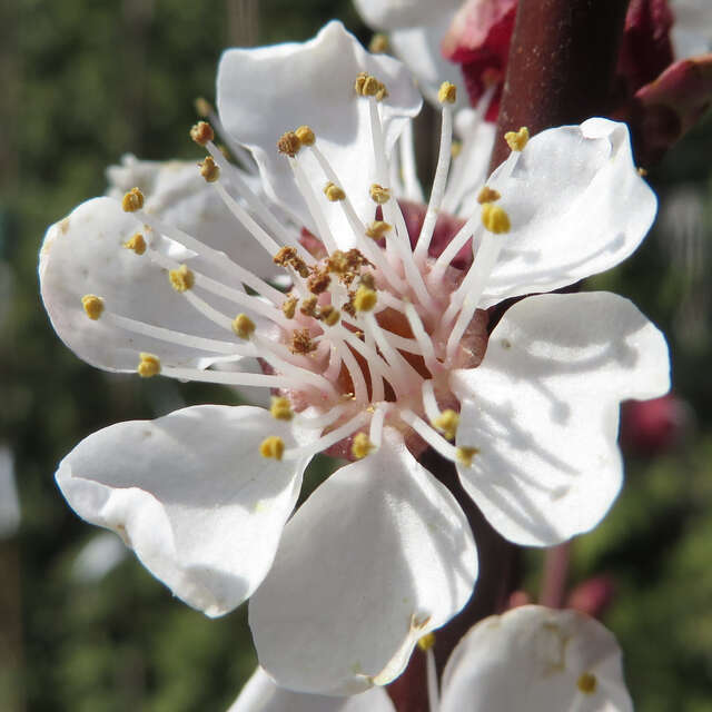 Marille | Vom Gärtner mit Anwuchsgarantie kaufen - rasche Lieferung