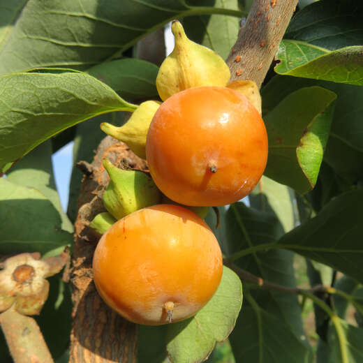 Virginische Dattelpflaume, Persimmon - Diospyros virginiana 'Prok' - gelb