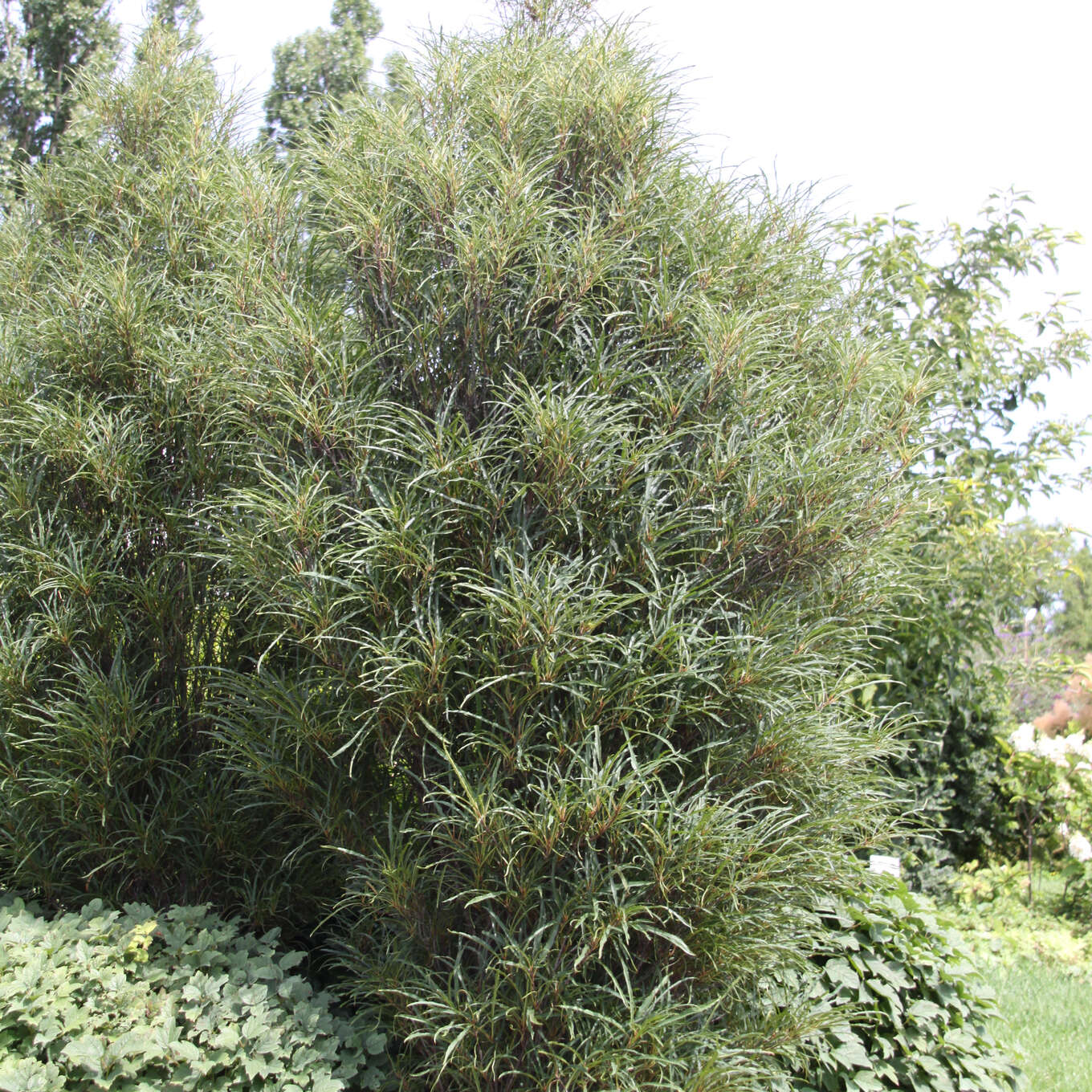 Farnblättriger Säulen-Faulbaum - Frangula alnus 'Fine Line' - weiß
