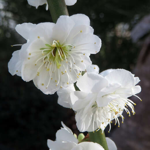Kurilenkirsche - Prunus nipponica 'Ruby' - rosa
