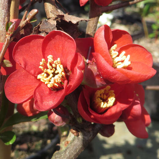 Nordische Zitrone - Chaenomeles 'Cido' - rot