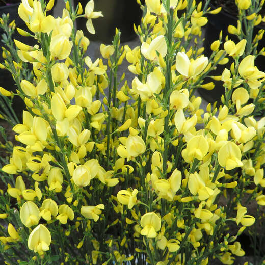 Kriechginster - Cytisus decumbens - gelb