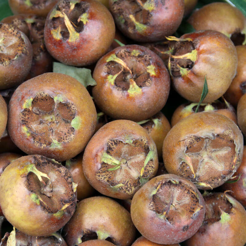 Mispel - Mespilus germanica 'Schönbrunner Riesenmispel'