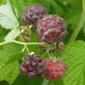 Himbeere - Rubus idaeus 'Glen Coe' - weiß