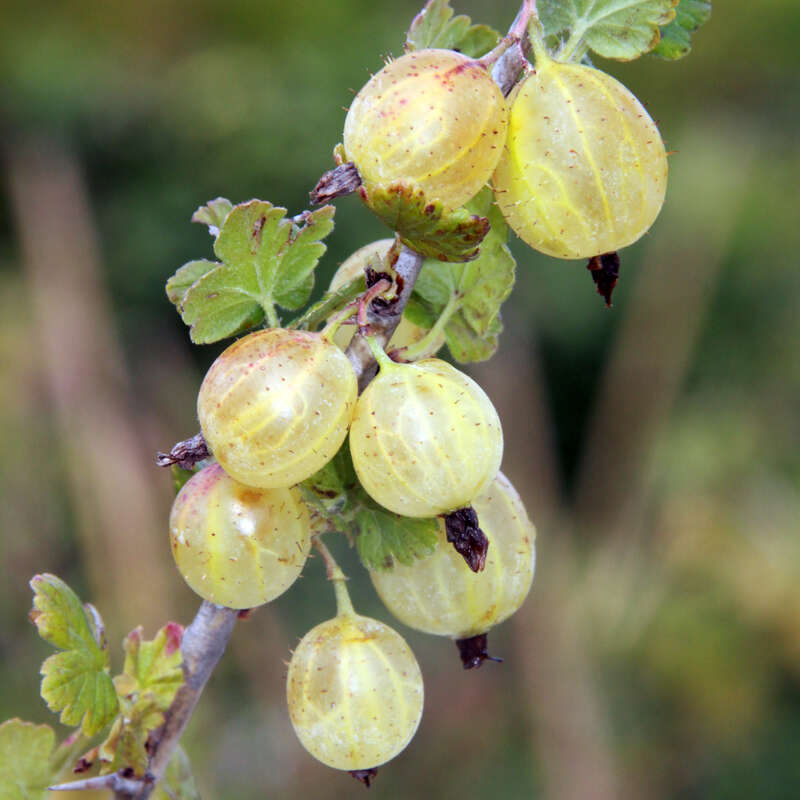 Stachelbeere - weißgelb - Ribes uva-crispa 'Varianta'