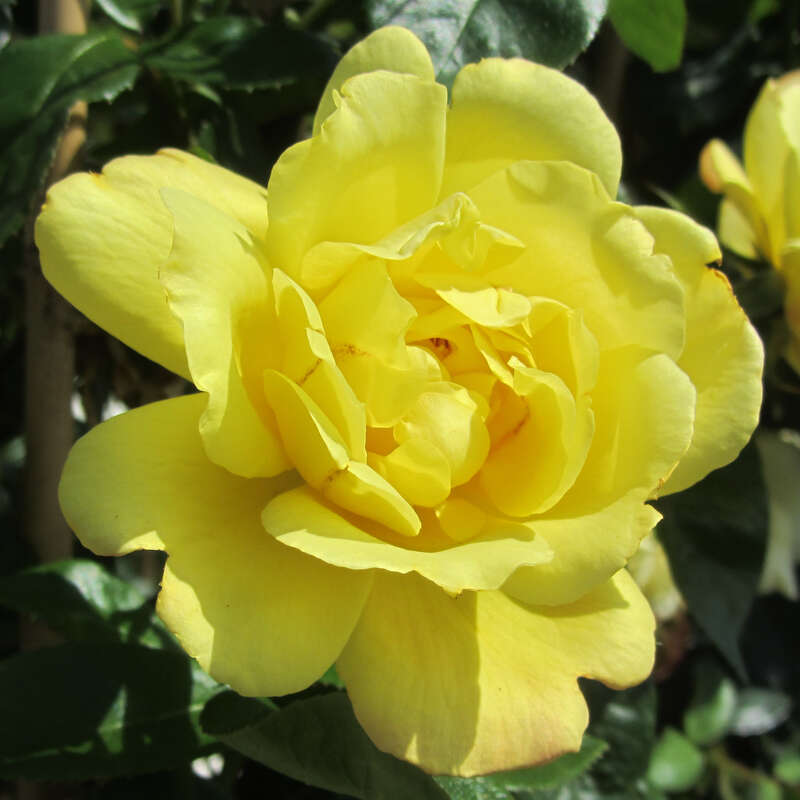 Moderne Kletterrose - Rose 'Golden Showers' - gelb