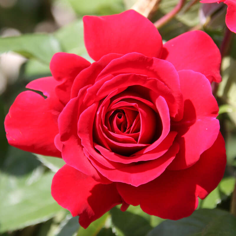 Moderne Kletterrose - Rose 'That's Jazz' - rot