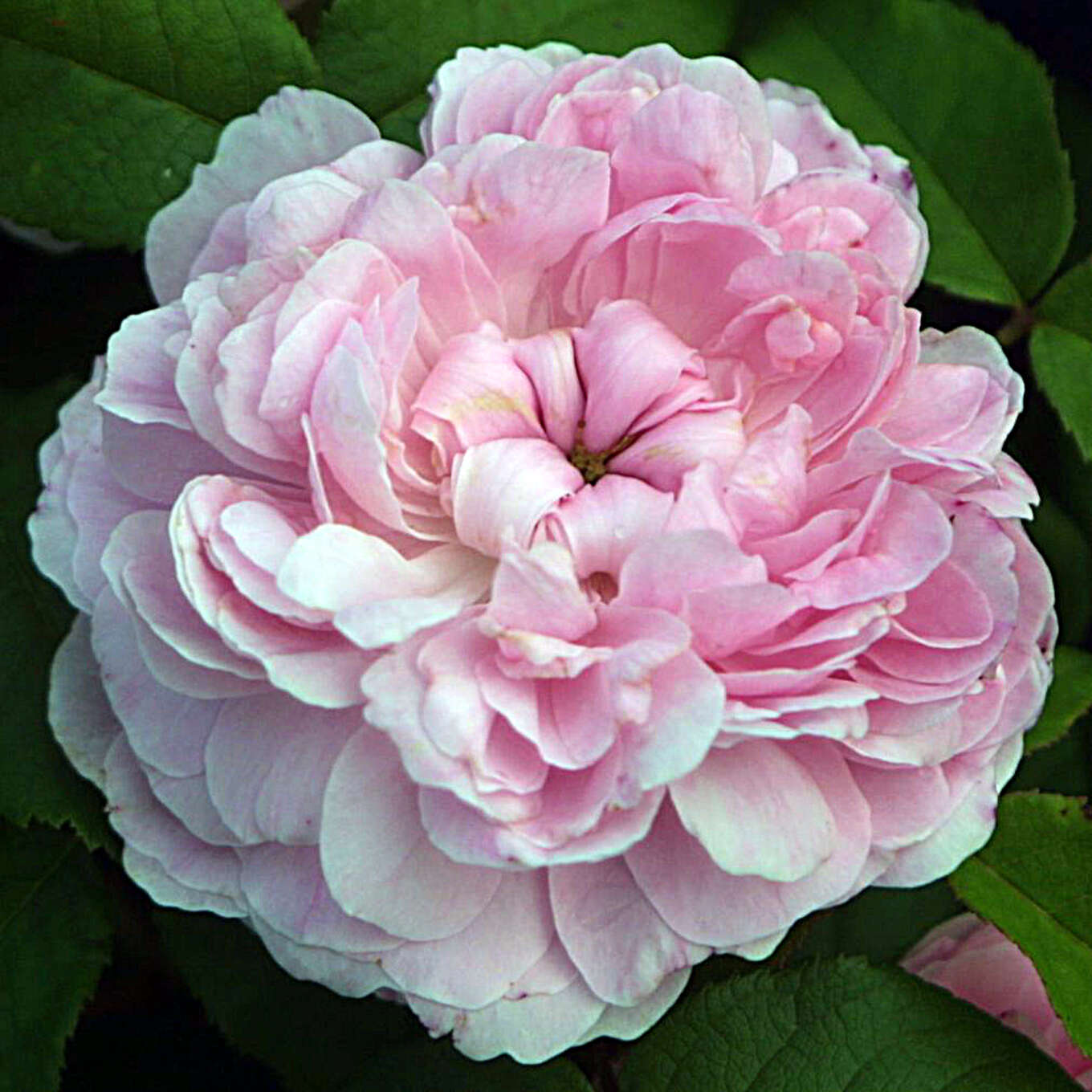 Historische Strauchrose - Rose 'Jacques Cartier' (damascena) - rosa