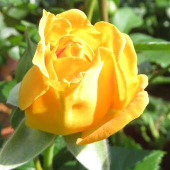 Beetrose - Rose 'Goldelse' - orange