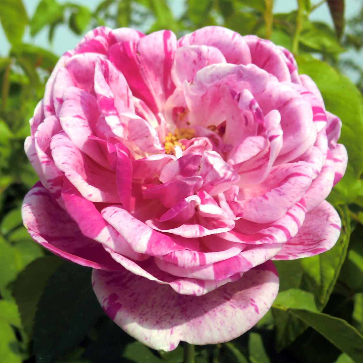 Historische Strauchrose - Rose 'Honorine de Brabant' - mehrfärbig