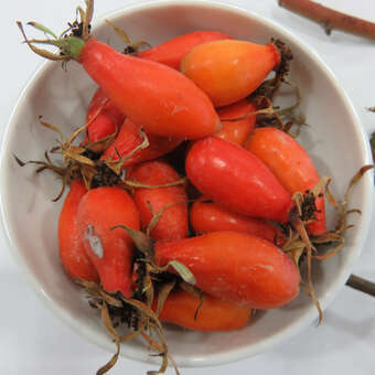 Pilnitzer Vitaminrose - Rose 'Piro 3' - rosa