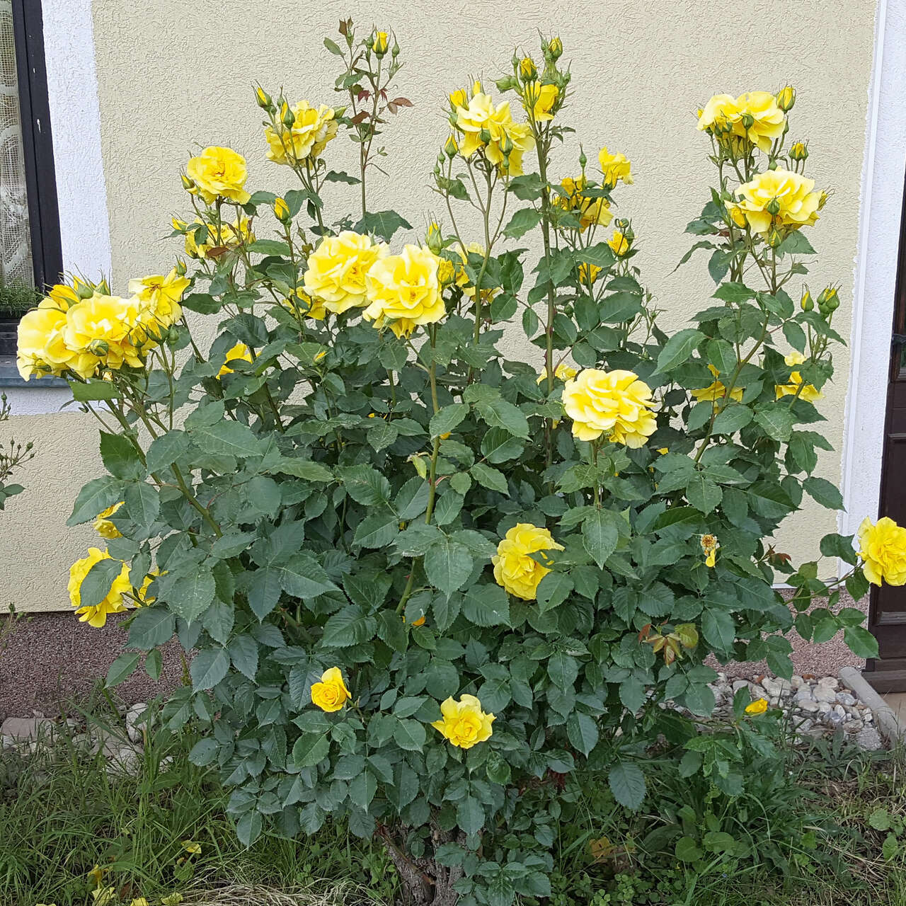 Moderne Strauchrose - Rose 'Lichtkönigin Lucia' - gelb