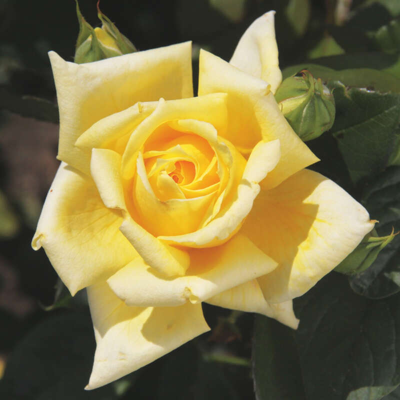 Moderne Edelrose - Rose 'Landora' - gelb