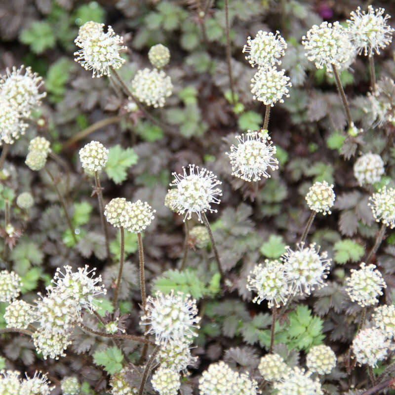 Stachelnüsschen - Acaena microphylla 'Kupferteppich'