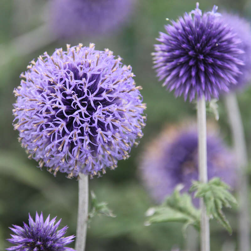 Kugeldistel - Echinops ritro 'Veitch's Blue' - blau