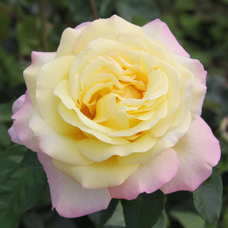 Moderne Edelrose - Rose 'Gloria Dei' - gelb