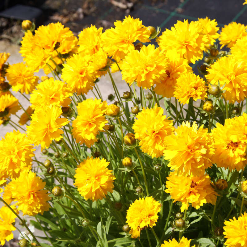Mädchenauge - Coreopsis grandiflora 'Sunray' - gelb
