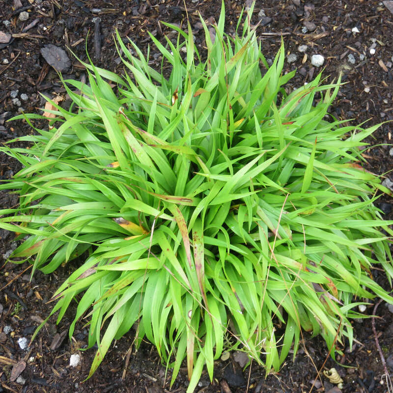 luzula sylvatica aurea