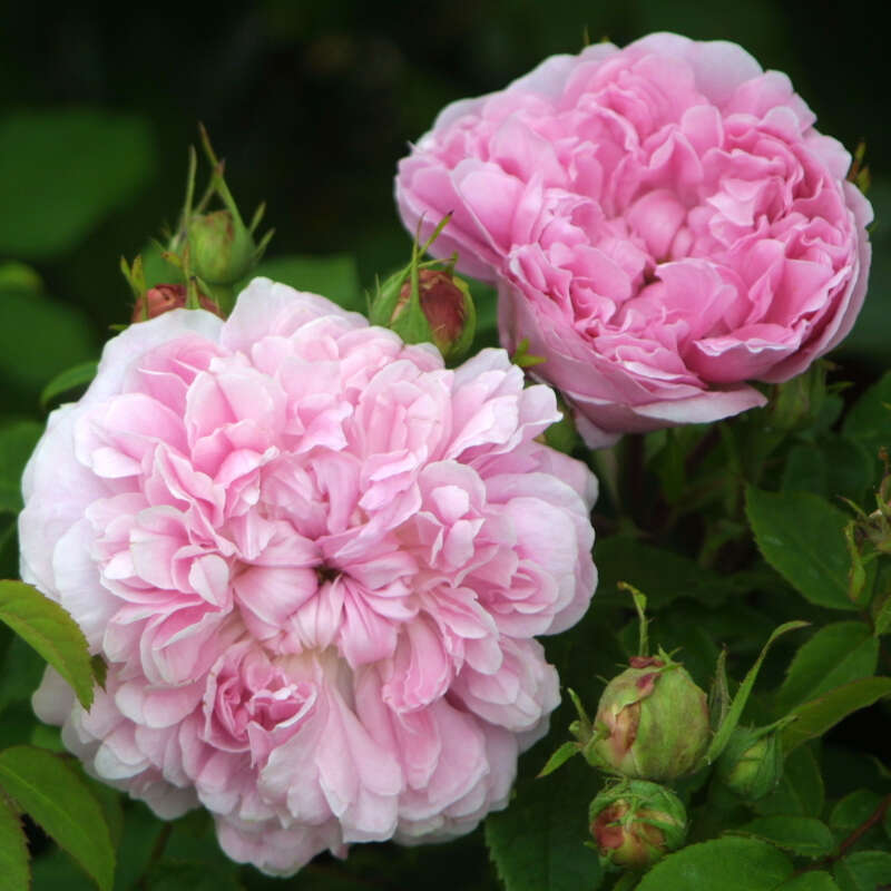 Historische Strauchrose - Rose 'Jacques Cartier' - rosa