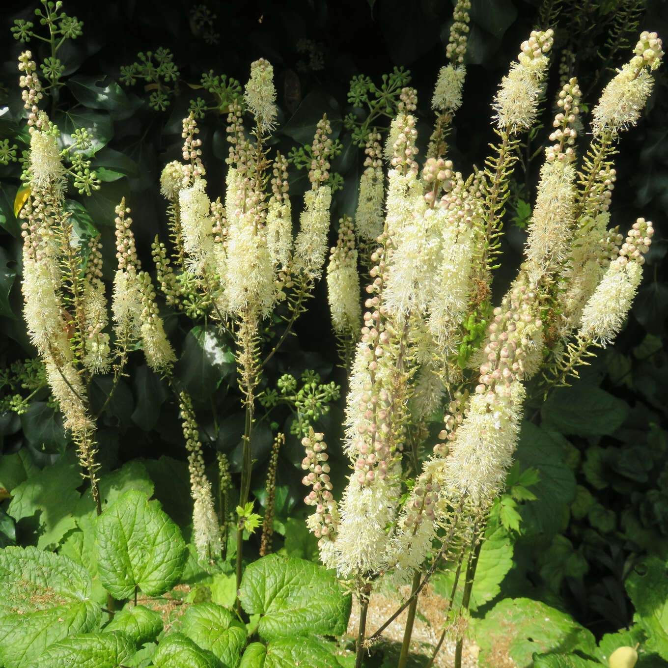 Silberkerze - Actaea simplex 'White Pearl' - weiß