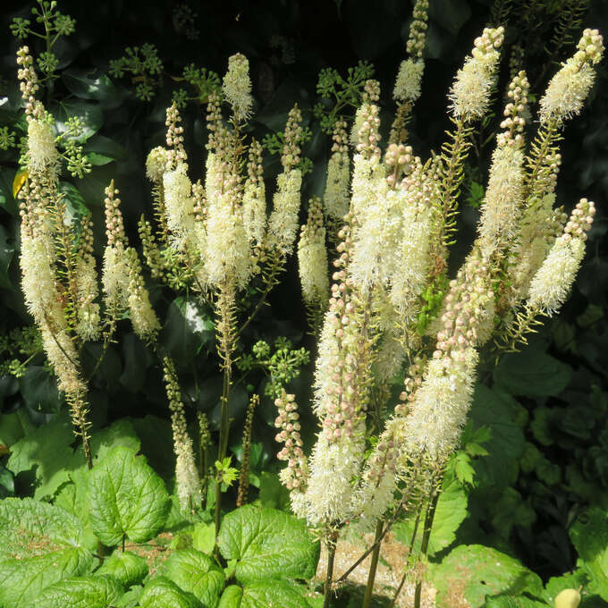 Silberkerze - Actaea simplex 'White Pearl' - weiß