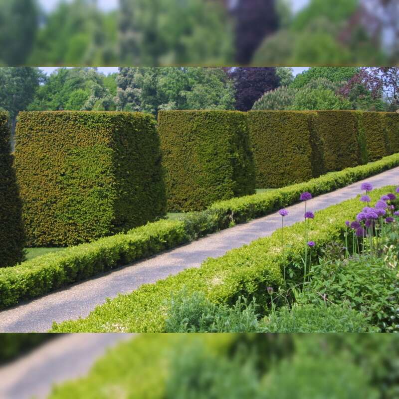 Heimische Eibe - Taxus baccata